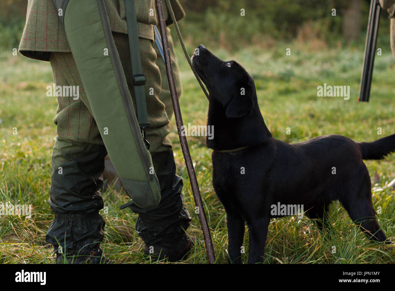Gun Dog, Black Labrador Stock Photo - Alamy