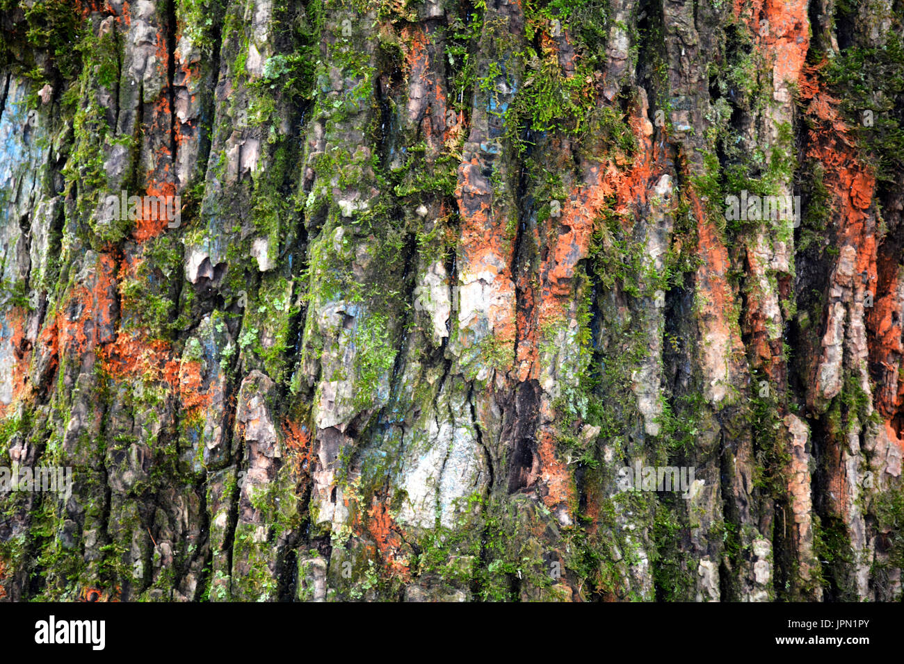 Green tree wooden background wallpaper Stock Photo - Alamy