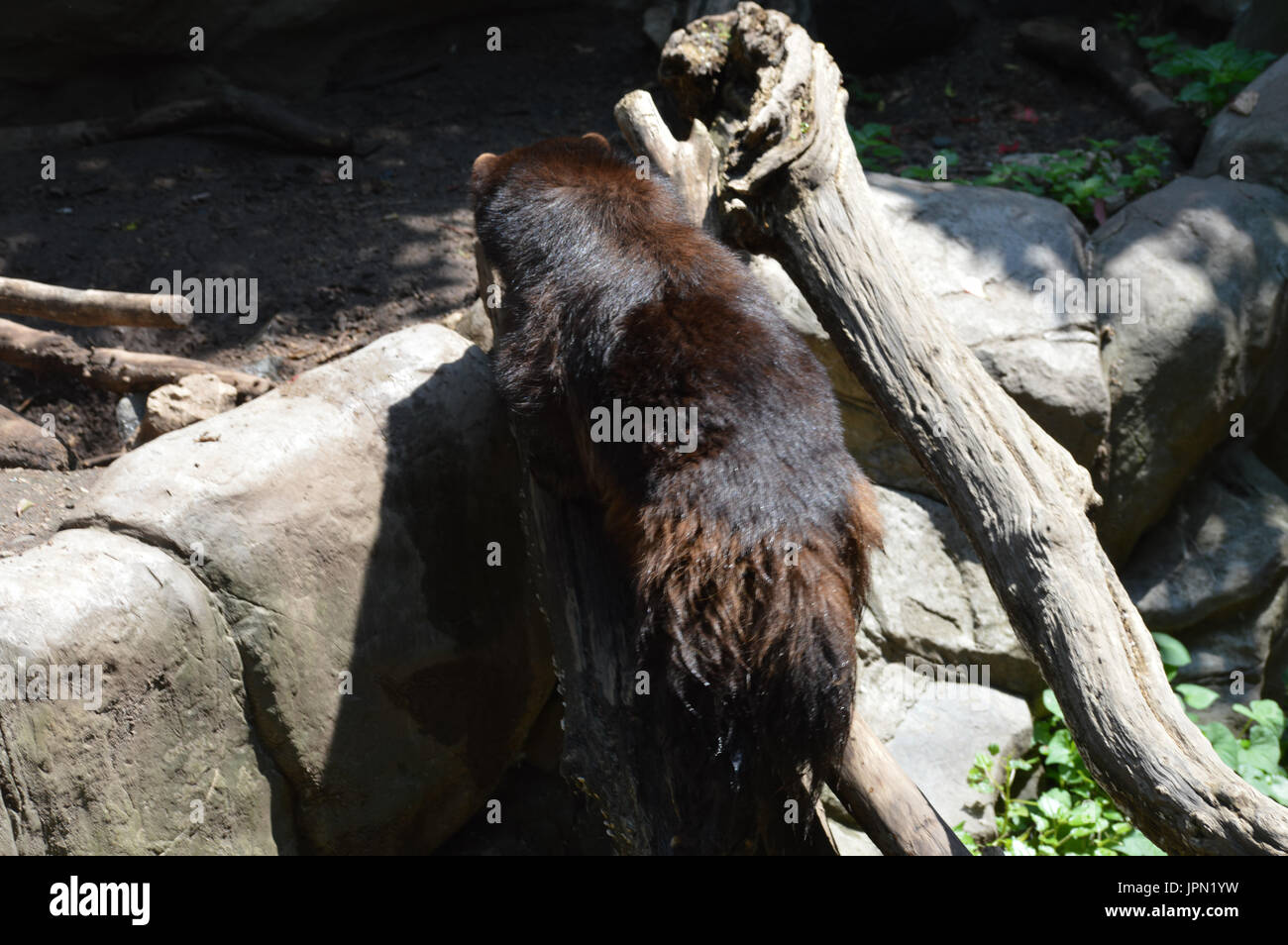 Wolverine animal hi-res stock photography and images - Alamy