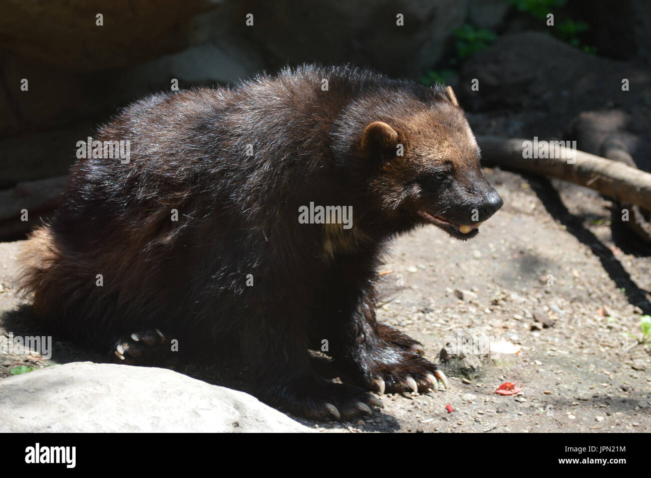 Wolverine in the outdoors Stock Photo - Alamy