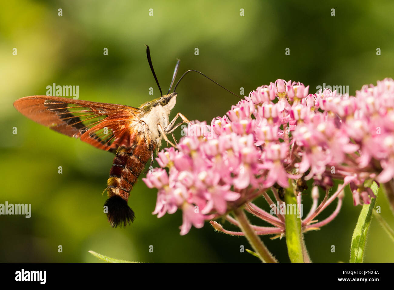 Clearwing hummingbird moth hi-res stock photography and images - Alamy