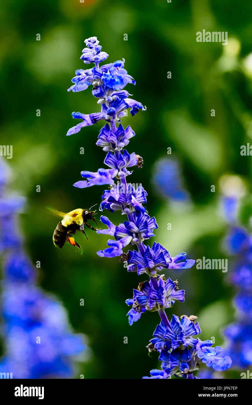 Blue flying insect with wings hi-res stock photography and images - Alamy