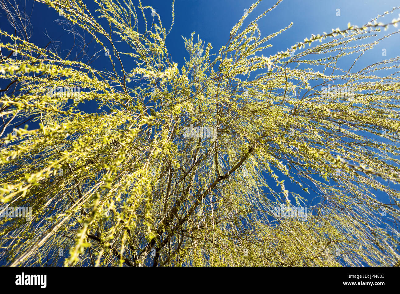 Black willow bark hi-res stock photography and images - Alamy