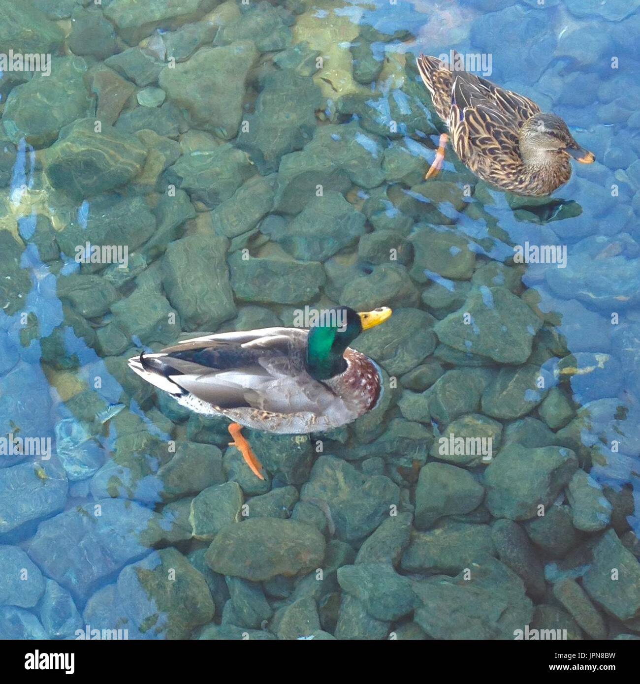 Duck Swimming Underwater Stock Photos & Duck Swimming Underwater Stock ...