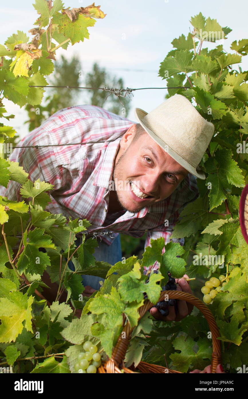 Happy farmer smiling among the grape rows Stock Photo - Alamy
