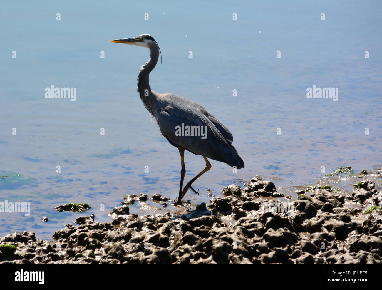 Herron bird hi-res stock photography and images - Alamy