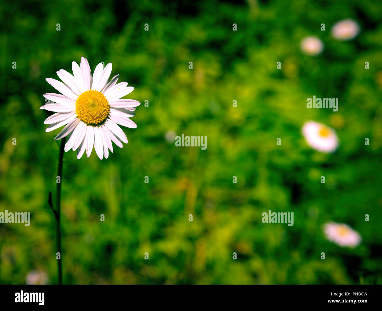 Power wild hi-res stock photography and images - Alamy