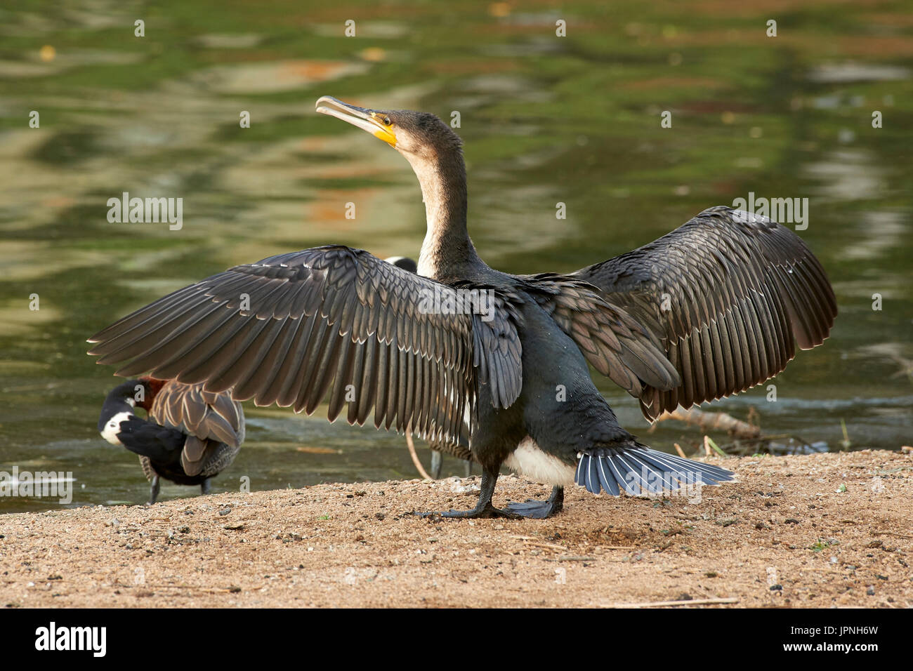 Cormorant with wings spread hi-res stock photography and images - Alamy