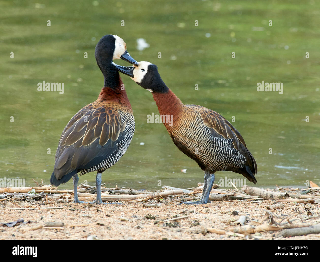 Affectionate hi-res stock photography and images - Alamy