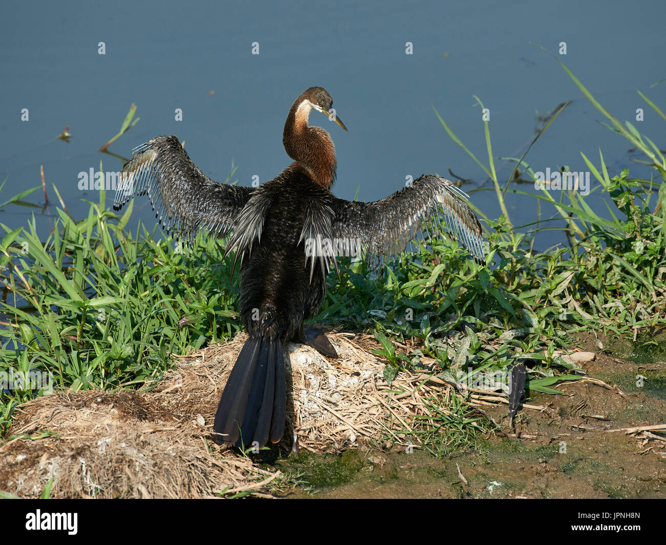 African Darter (Anhinga rufa), wings open sunning itself and preening ...