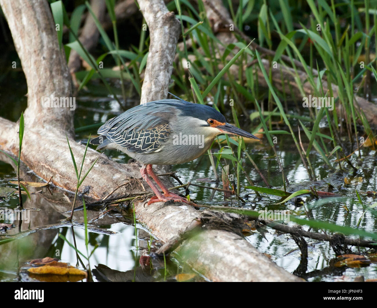 Green-backed Heron (Butorides striata) - standing on a half submerged ...
