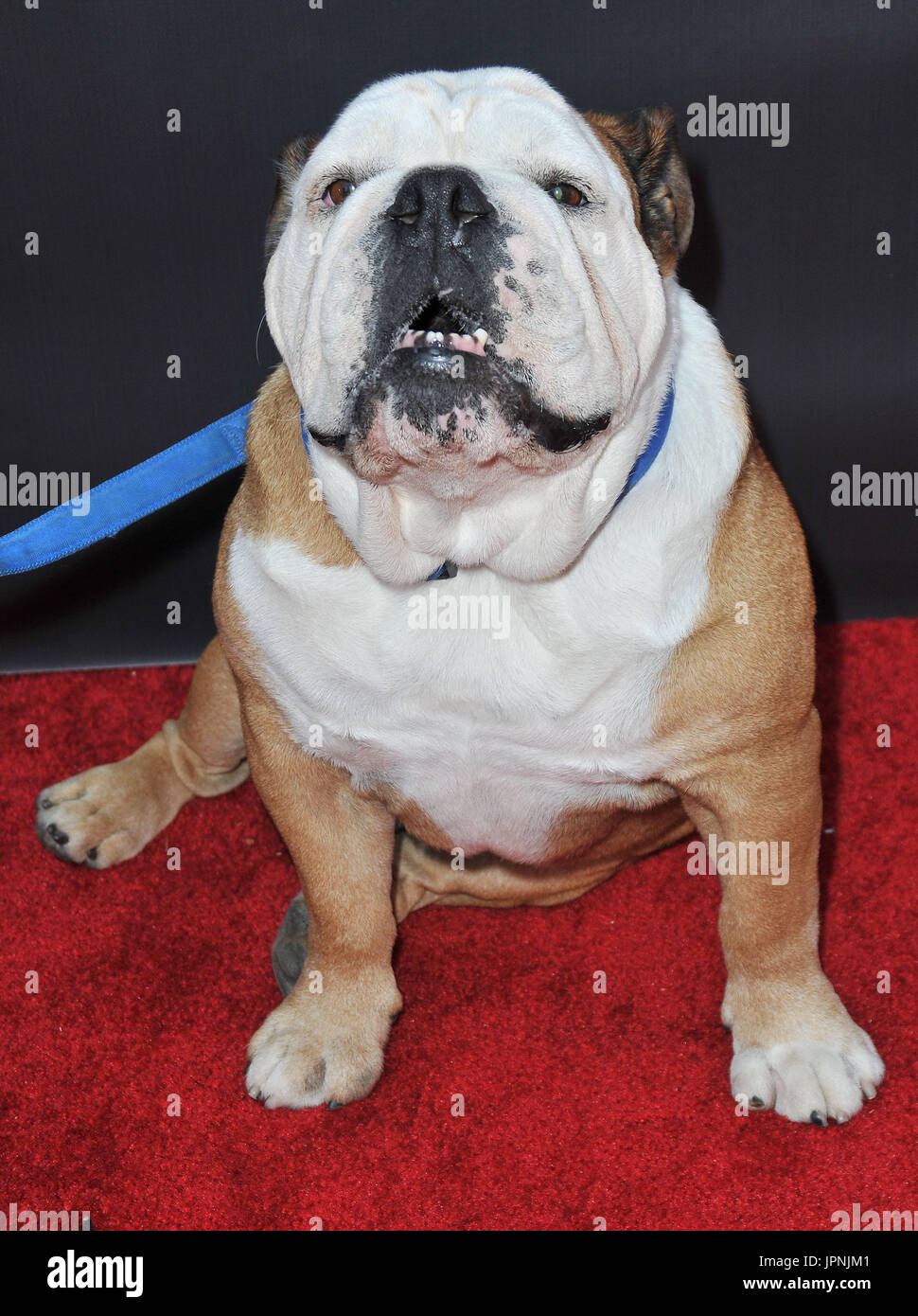 Tillman the skateboarding bulldog at Tony Hawk's 8th Annual Stand Up ...