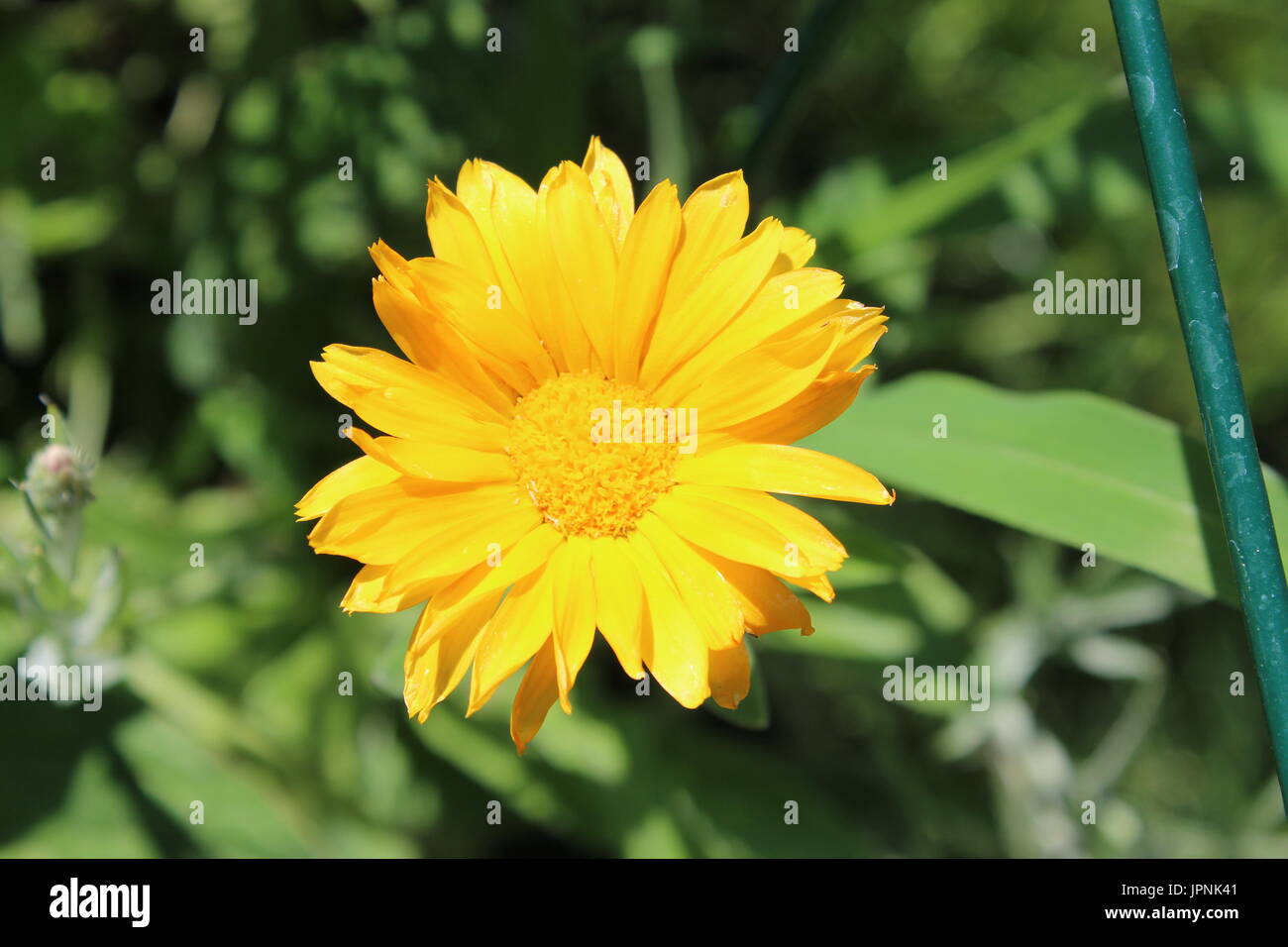 Texas yellow wildflowers hi-res stock photography and images - Alamy