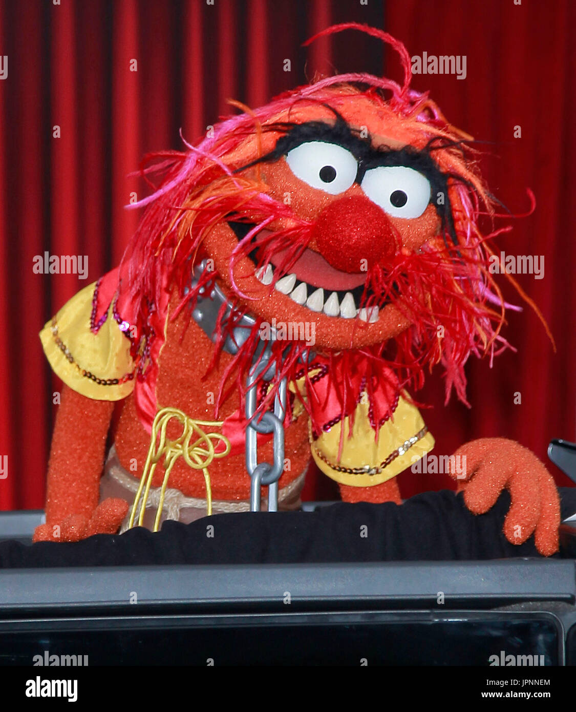 Animal at the World Premiere of "The Muppets" held at the El Capitan ...