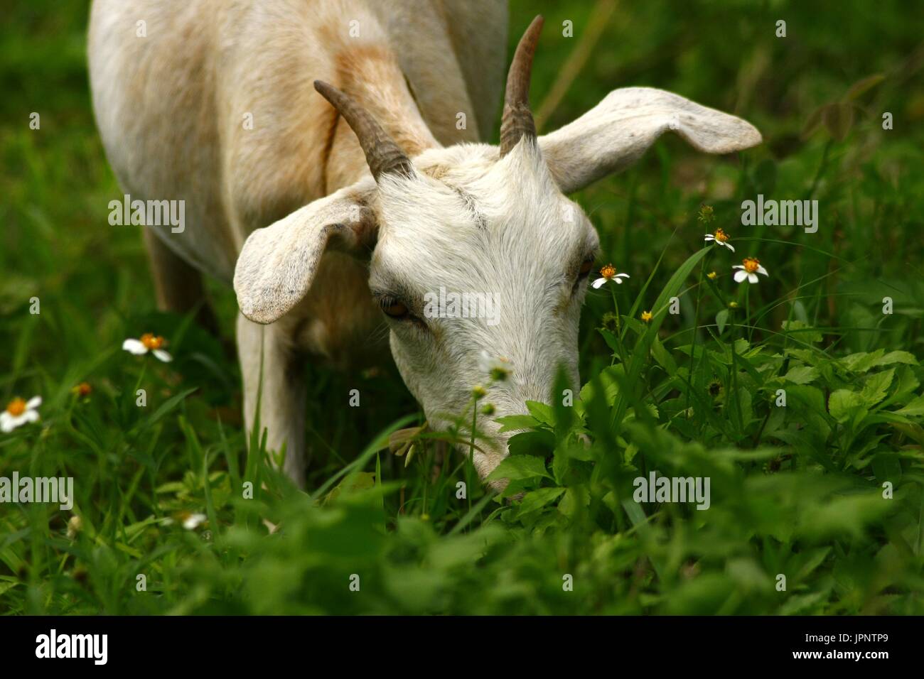 Kid goat chewing grass hi-res stock photography and images - Alamy