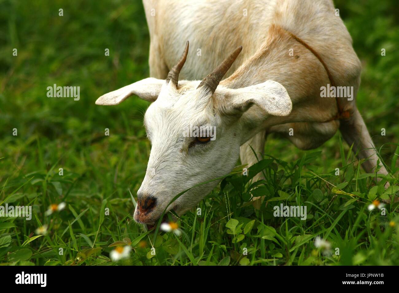 Goat beard plant hi-res stock photography and images - Alamy