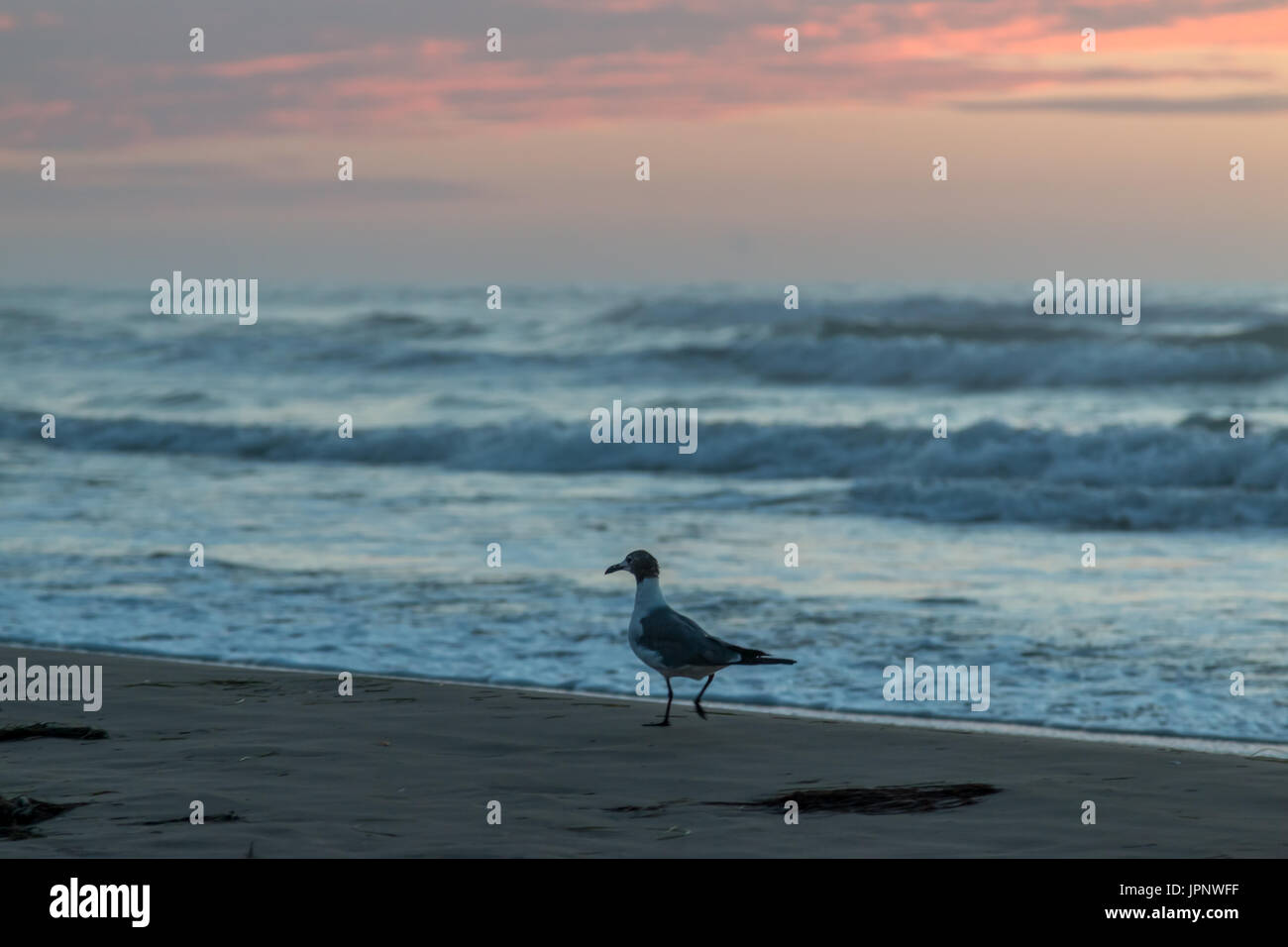 Close up View of Seagull Walking on Beach With Pink Clouds in the ...