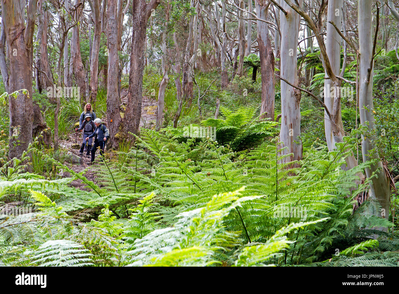 Hikers on Strzelecki Peaks, the highest mountain on Flinders Island ...