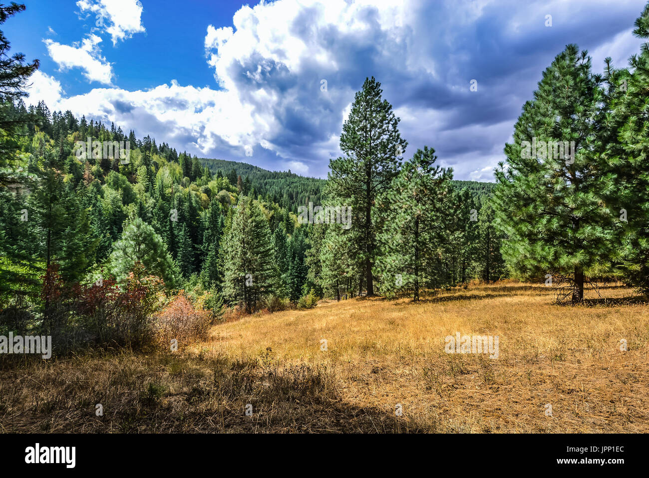 North american pine trees hi-res stock photography and images - Alamy