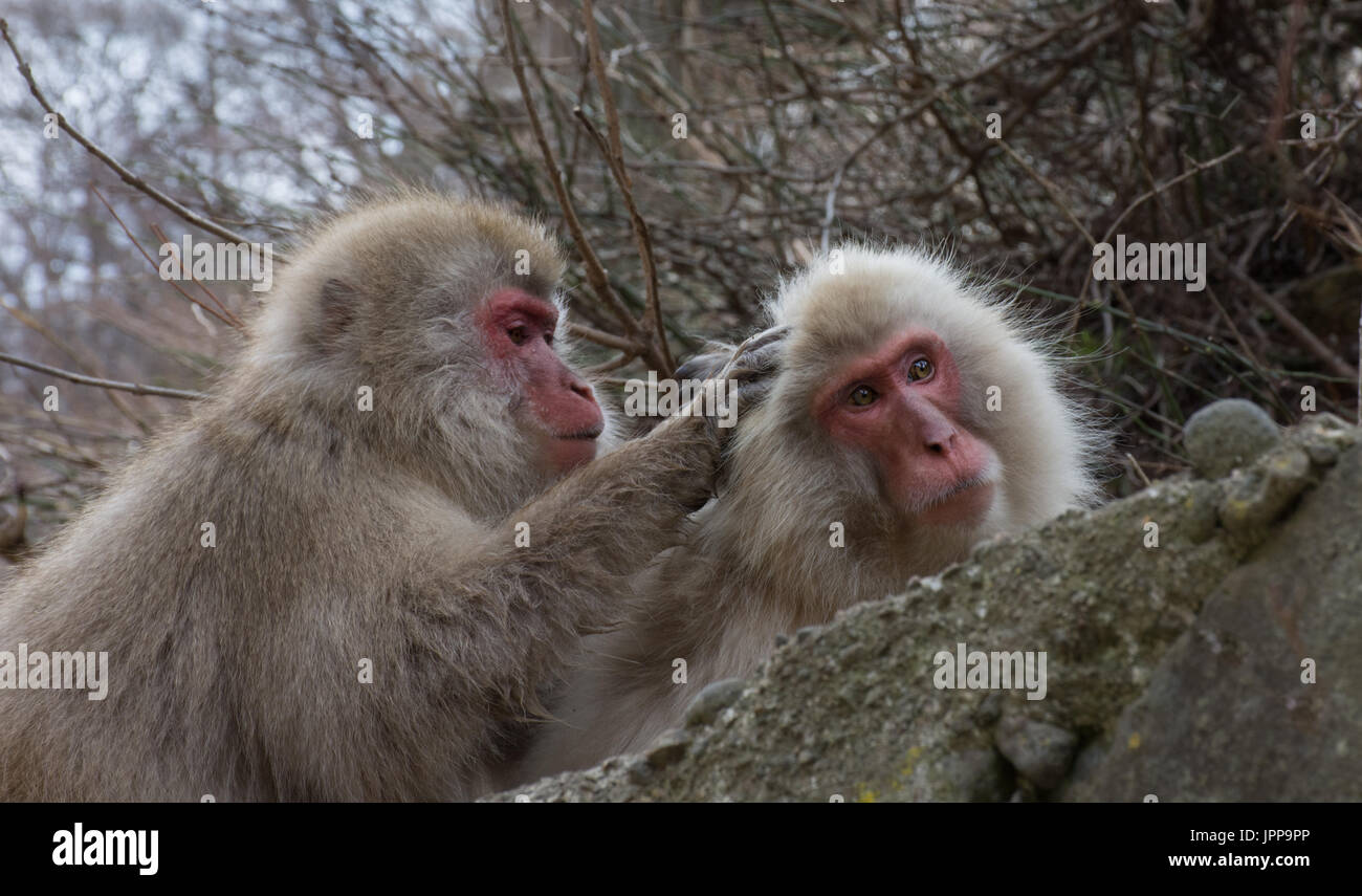 Pair of Japanese macaques with one snow monkey grooming the other ...