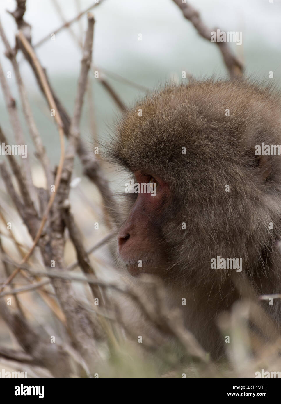 Monkey with pink face hi-res stock photography and images - Alamy