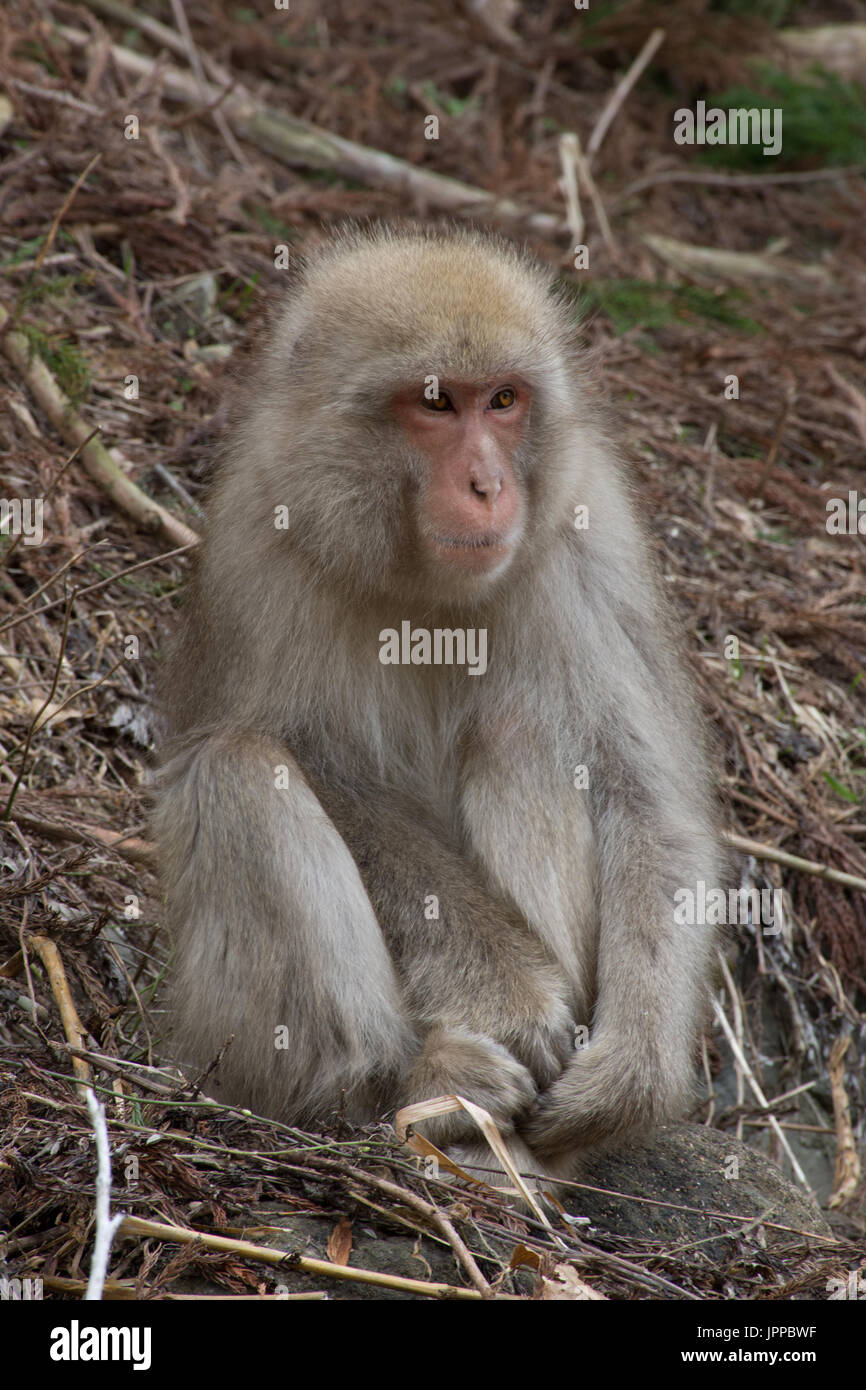 Small snow monkey seated among dried branches and twigs. Shallow depth ...
