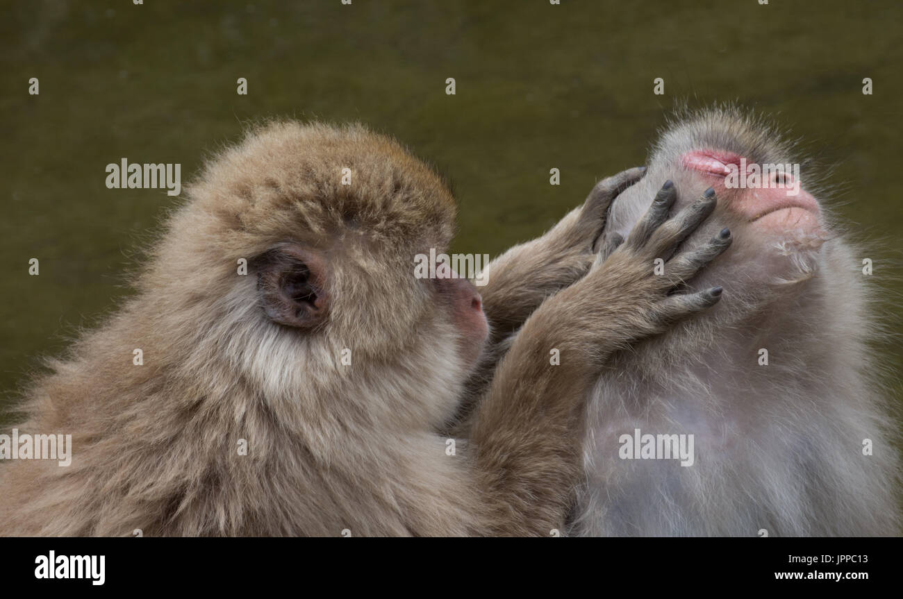 Pair of Japanese macaques with one snow monkey grooming the other ...