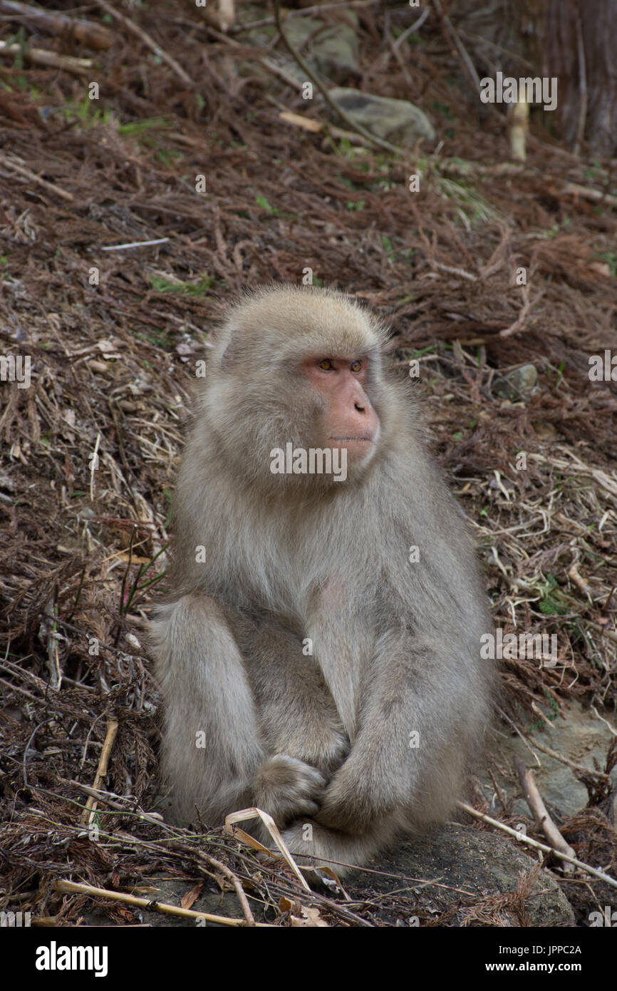 Hairy toes hi-res stock photography and images - Alamy