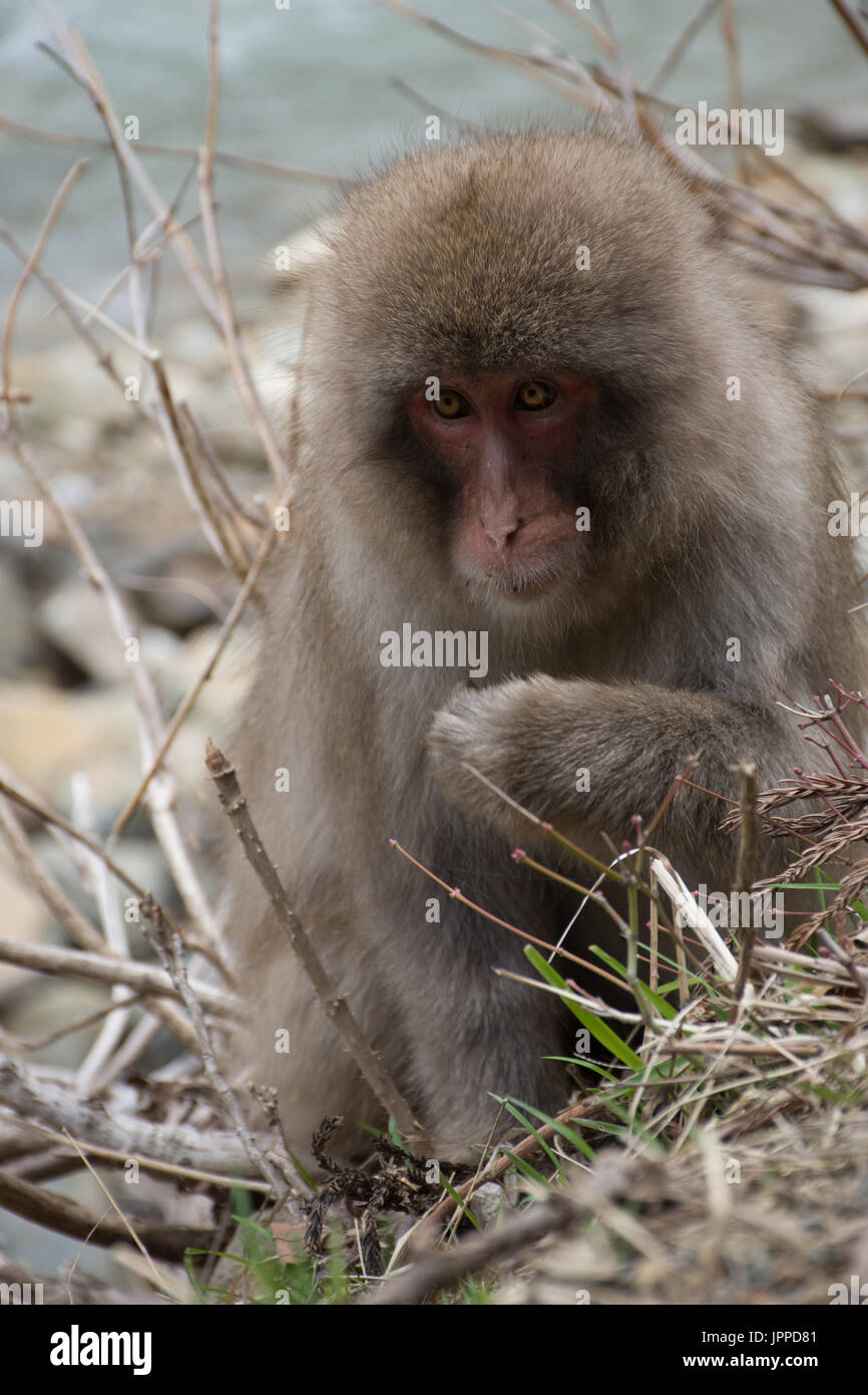 Monkey with pink face hi-res stock photography and images - Alamy