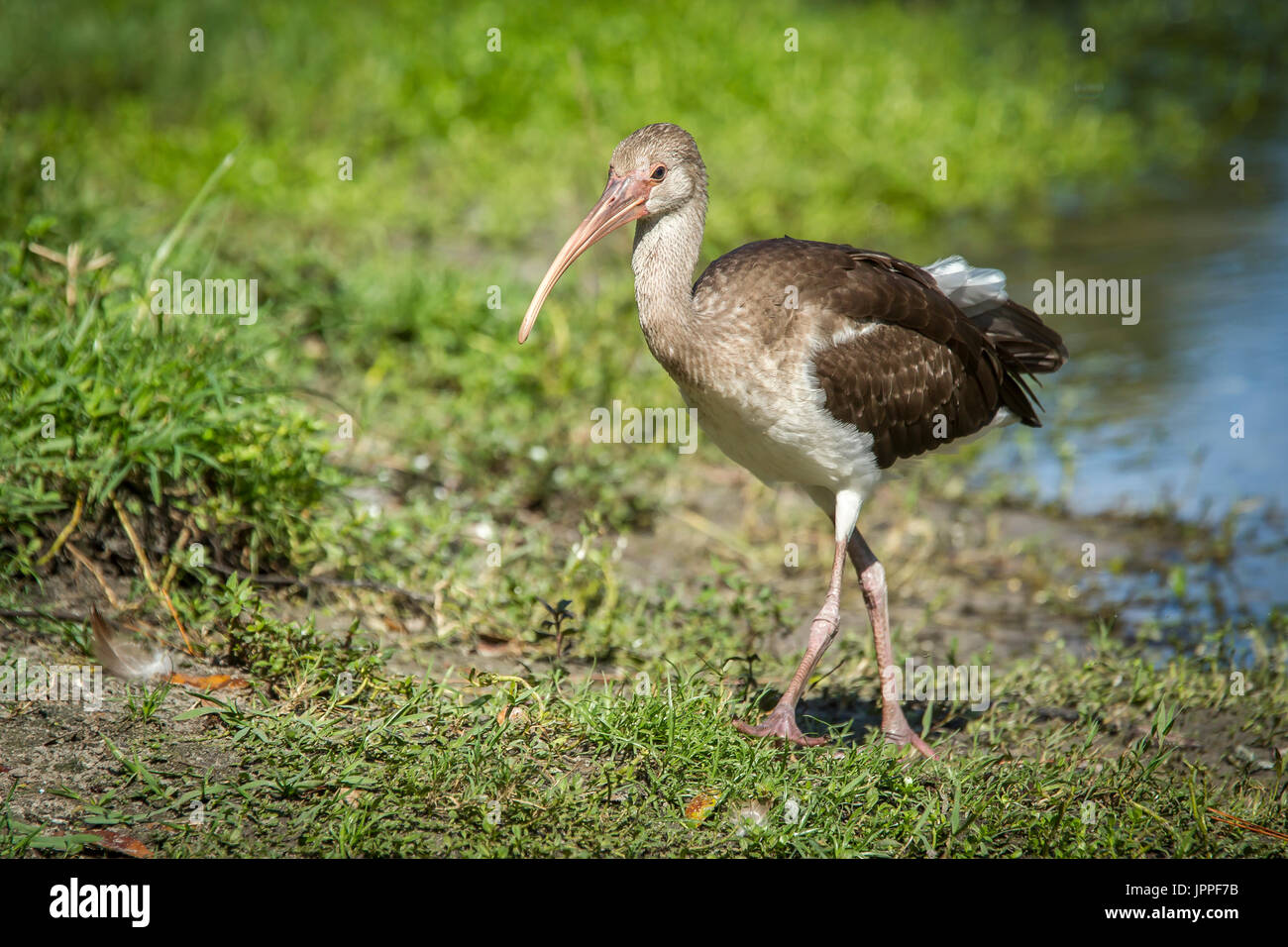 Juvenile plumage white ibis hi-res stock photography and images - Alamy