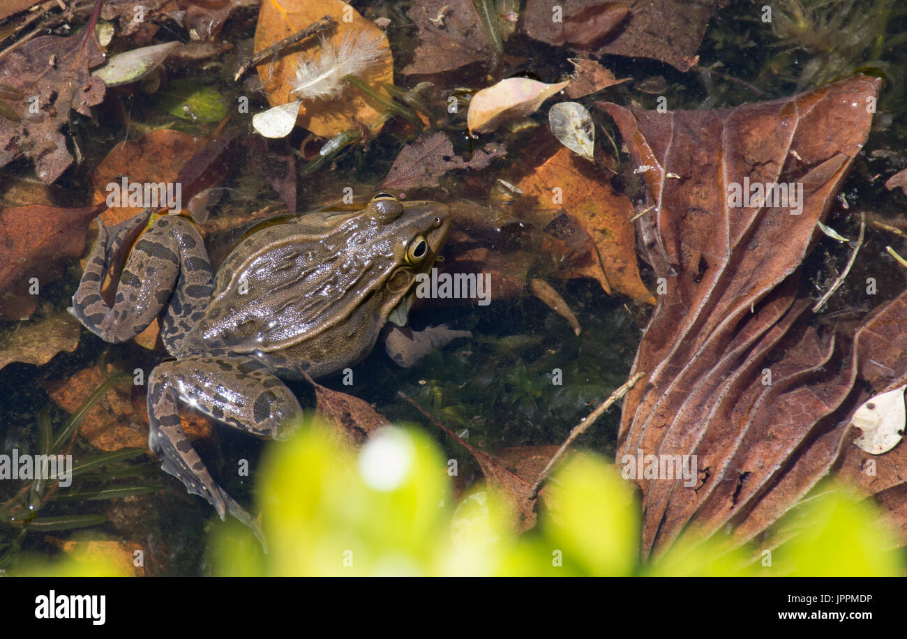 Close up of a Japanese Brown Frog floating in a pond with brown leaves ...