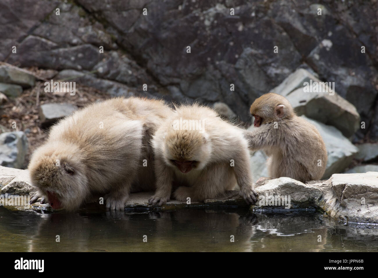 Two adult snow monkeys drinking water from a hot spring pool with the ...