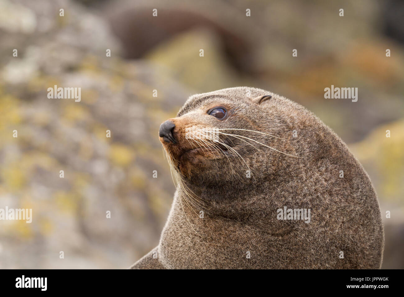 New Zealand Fur Seals of Kekeno at New Zealand , Asia Pacific Stock ...