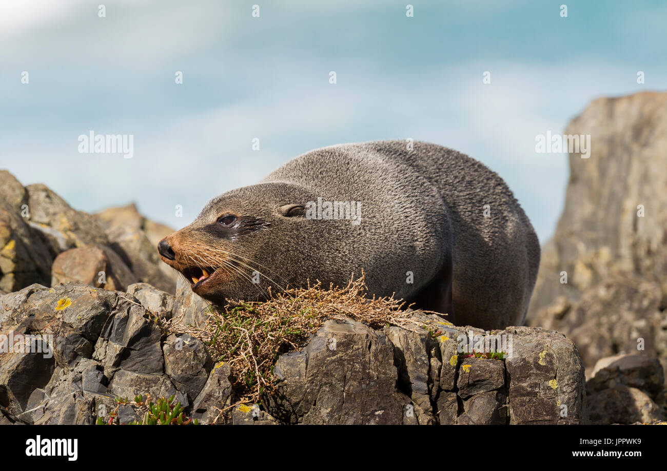New Zealand Fur Seals of Kekeno at New Zealand , Asia Pacific Stock ...