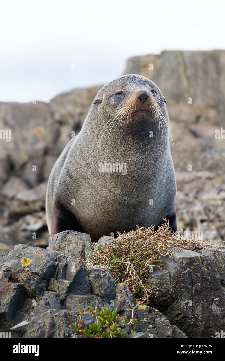 New Zealand Fur Seals of Kekeno at New Zealand , Asia Pacific Stock ...