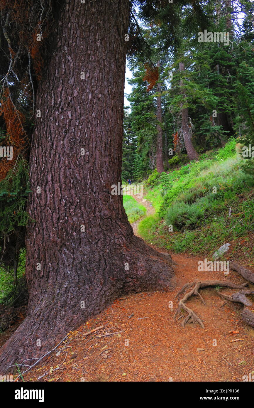 Large pine guards the trail to White Chief canyon Mosquito Lakes ...