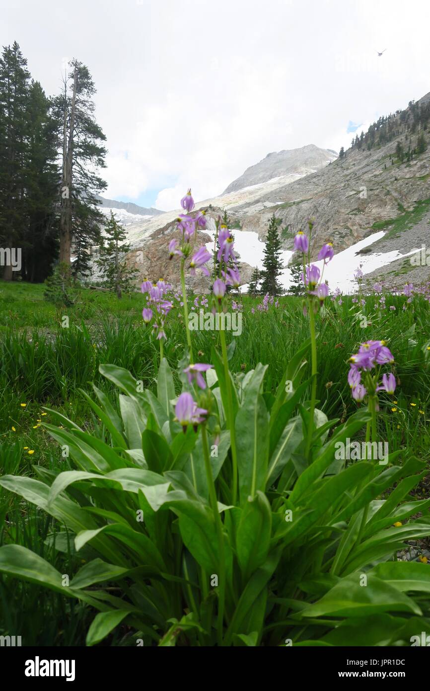 White Chief Canyon, Sequoia National Park, California Stock Photo - Alamy