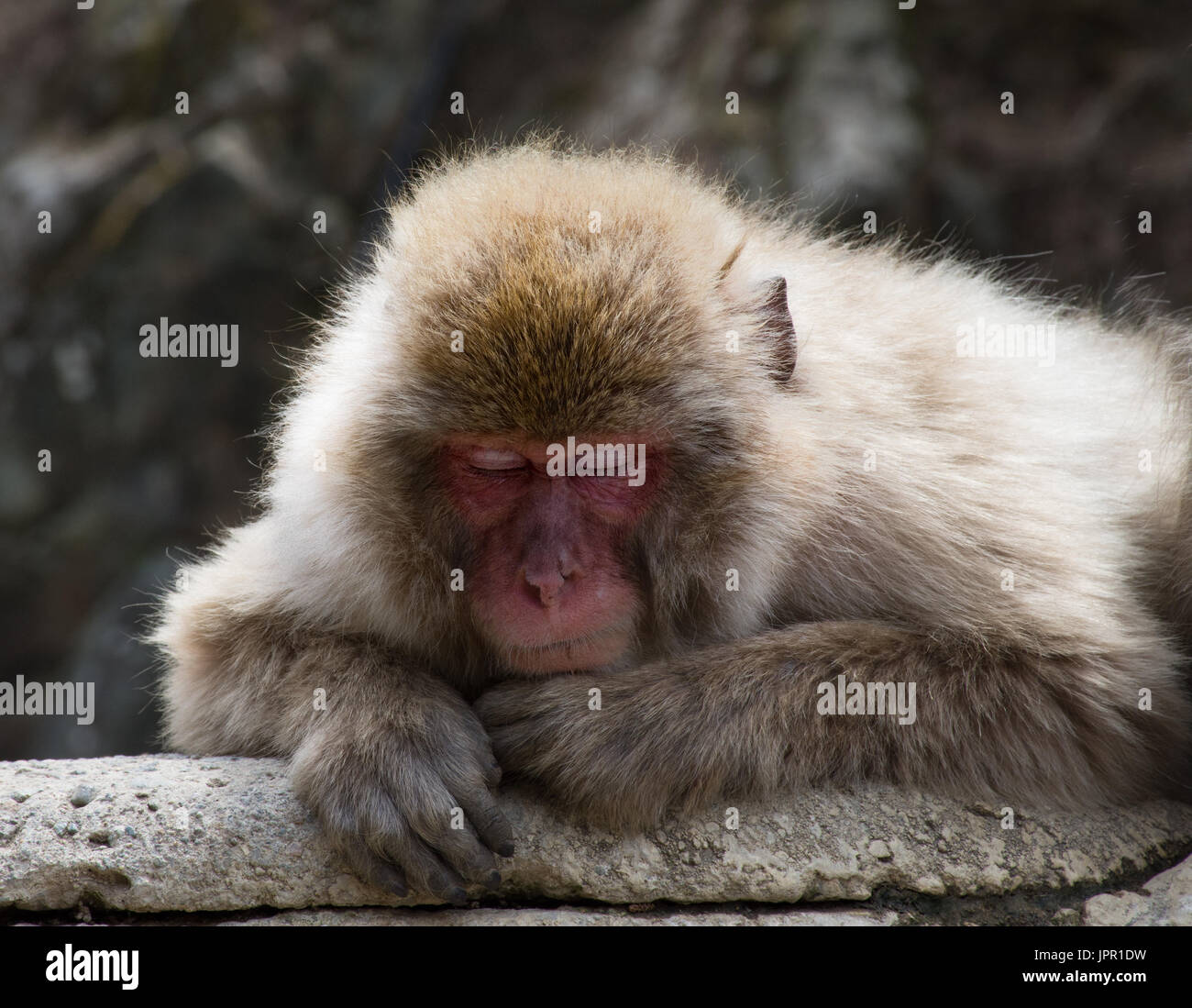 Pink Face Monkey High Resolution Stock Photography and Images - Alamy