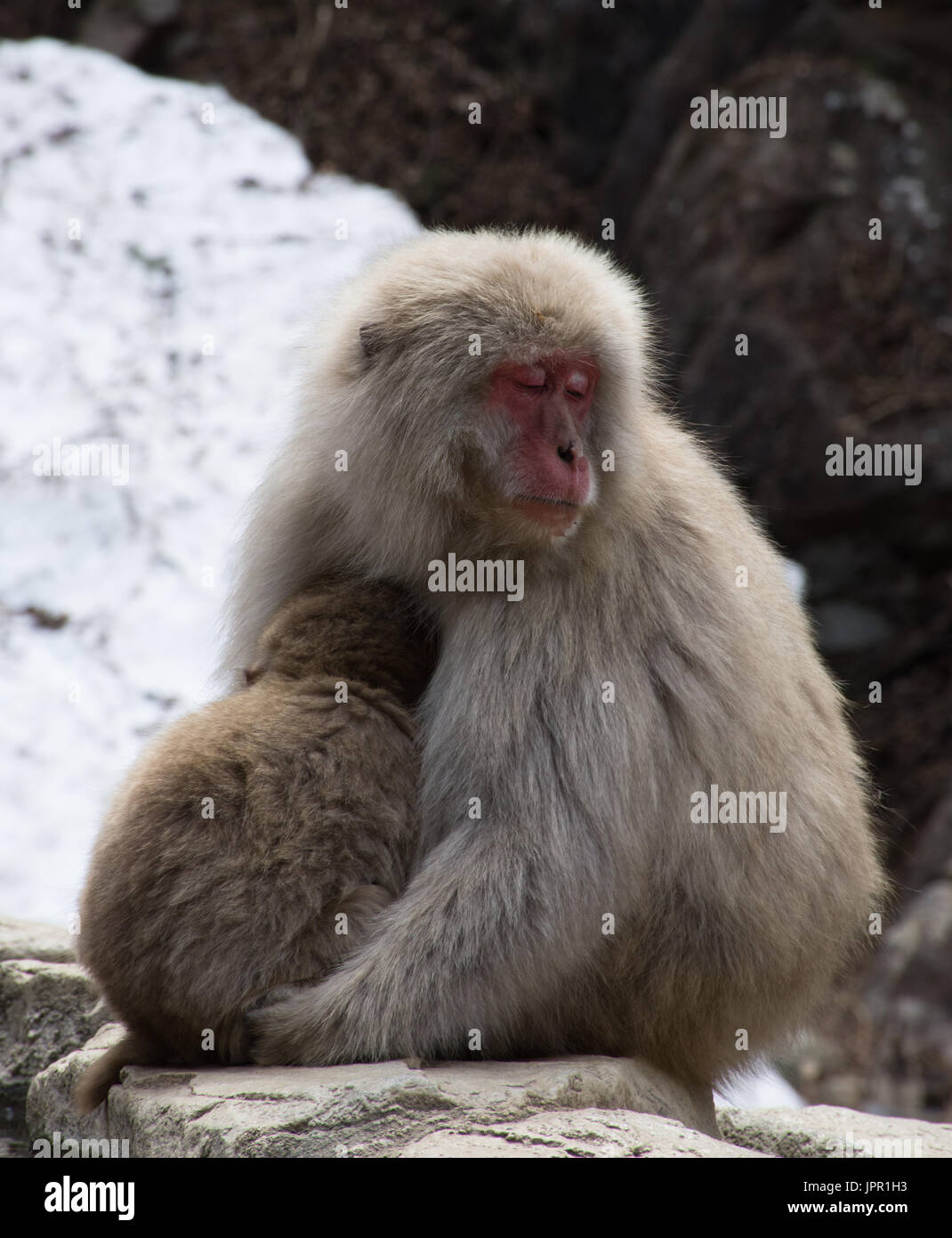 Sleeping japanese monkey hi-res stock photography and images - Alamy