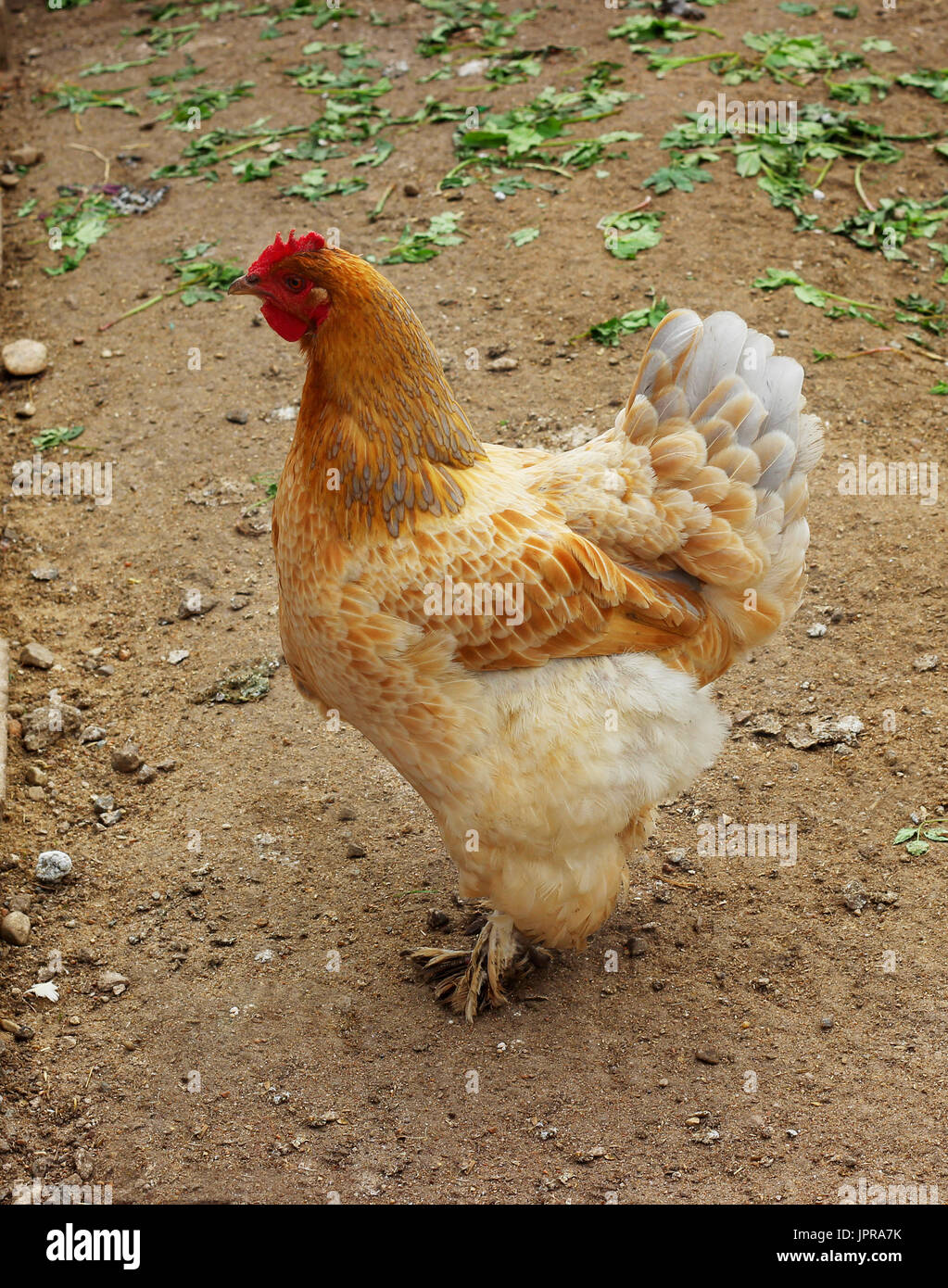 live chicken farm beautiful color one summer Stock Photo - Alamy
