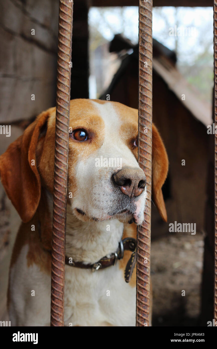 hunting dog behind a fence of iron rods Stock Photo - Alamy