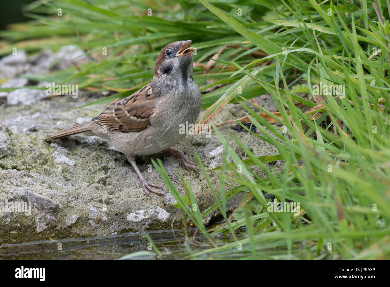 Juvenile tree sparrow hi-res stock photography and images - Alamy