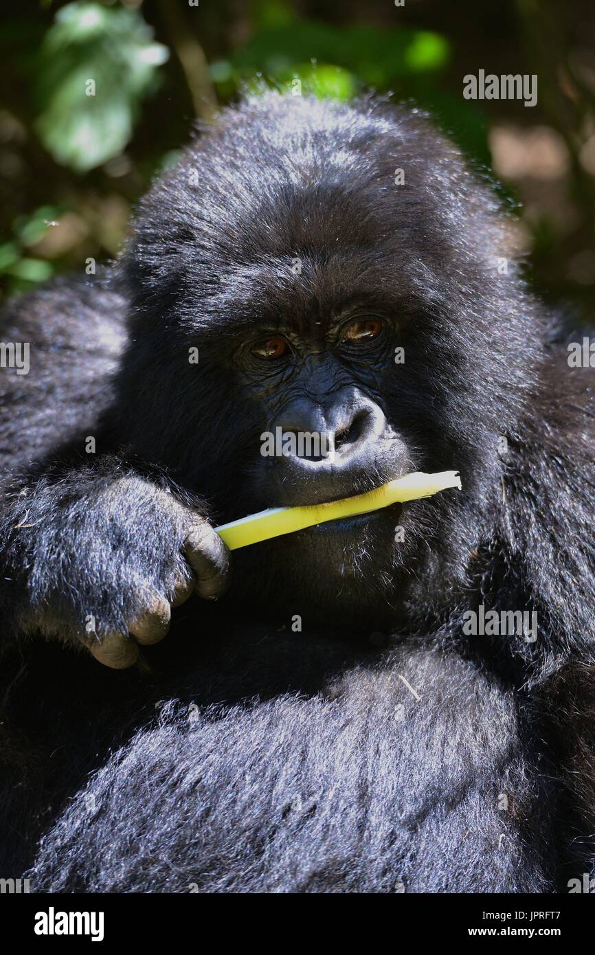 Silverback gorillas hi-res stock photography and images - Alamy