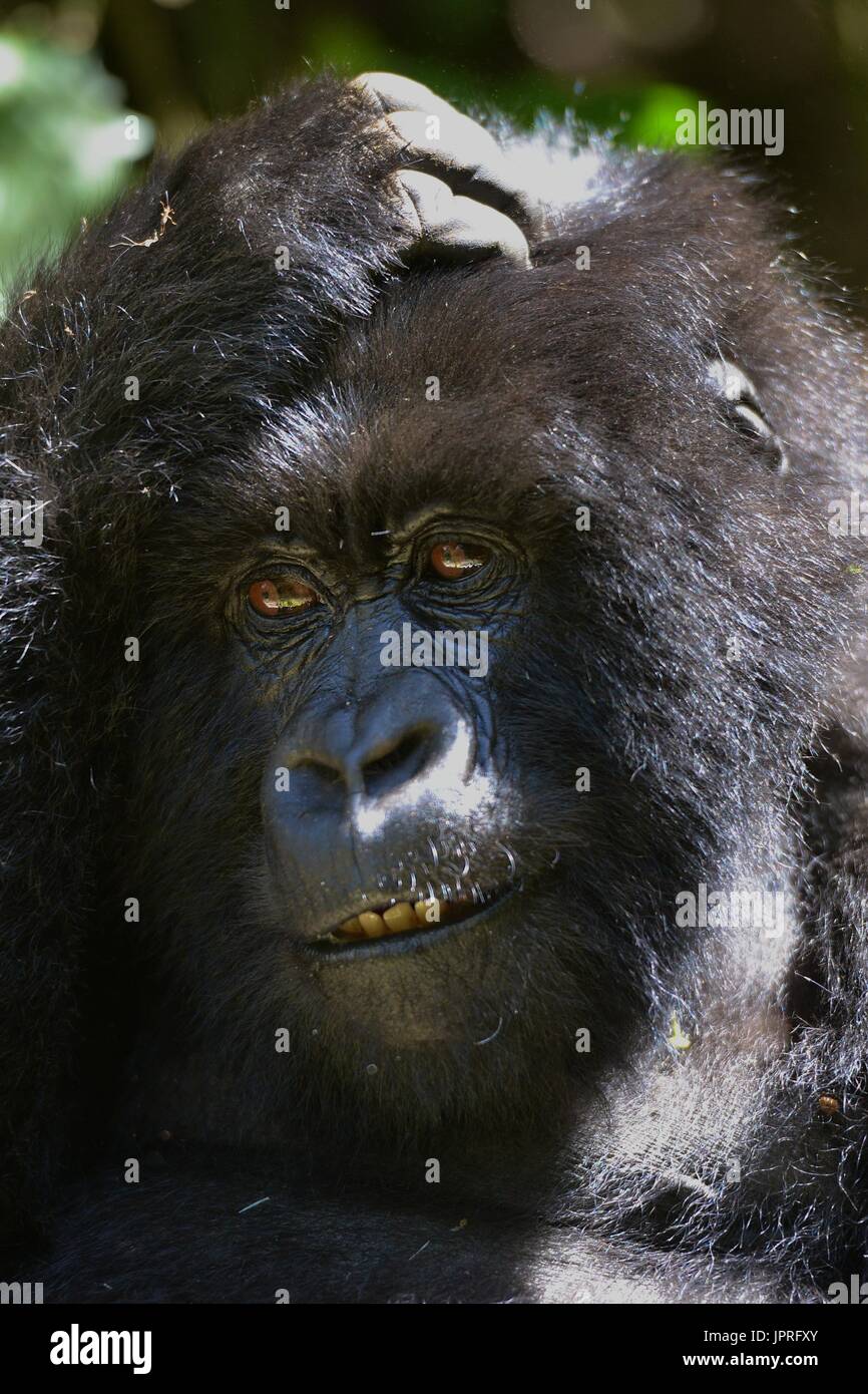 Silverback gorillas and family in the Virunga Mountains of Northern ...