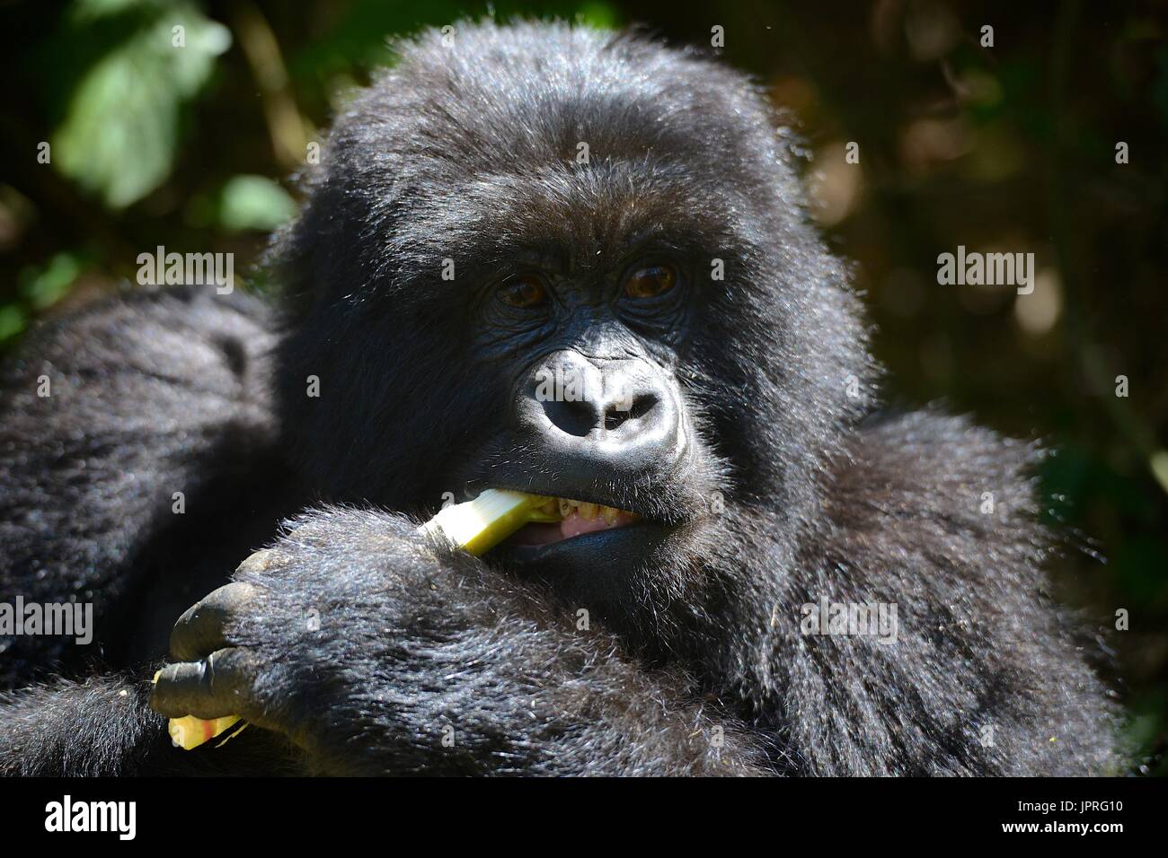 Silverback gorillas and family in the Virunga Mountains of Northern ...