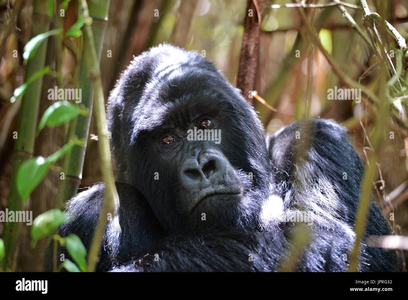 Silverback gorillas and family in the Virunga Mountains of Northern ...