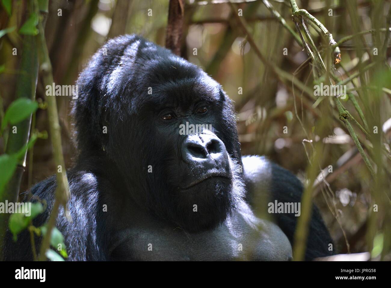 Silverback gorillas hi-res stock photography and images - Alamy