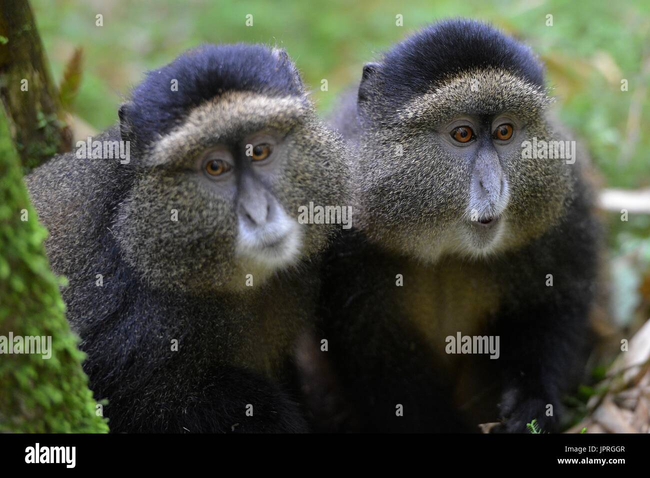 Golden monkeys living in the Virunga Mountains of Northern Rwanda Stock ...