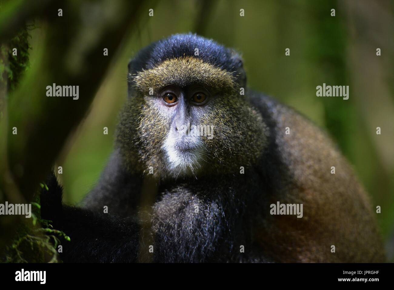 Golden monkeys living in the Virunga Mountains of Northern Rwanda Stock ...