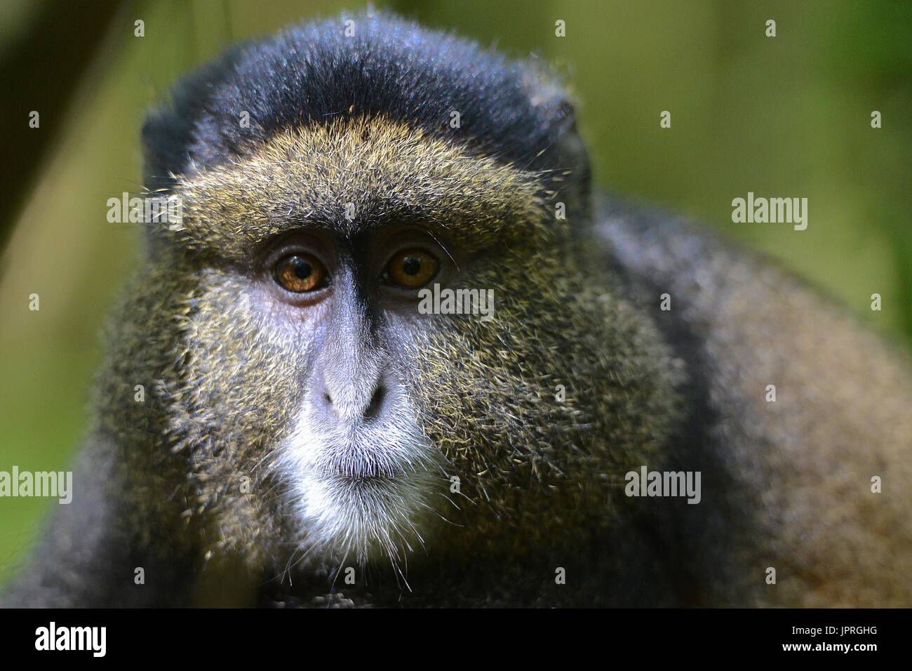 Golden monkeys living in the Virunga Mountains of Northern Rwanda Stock ...
